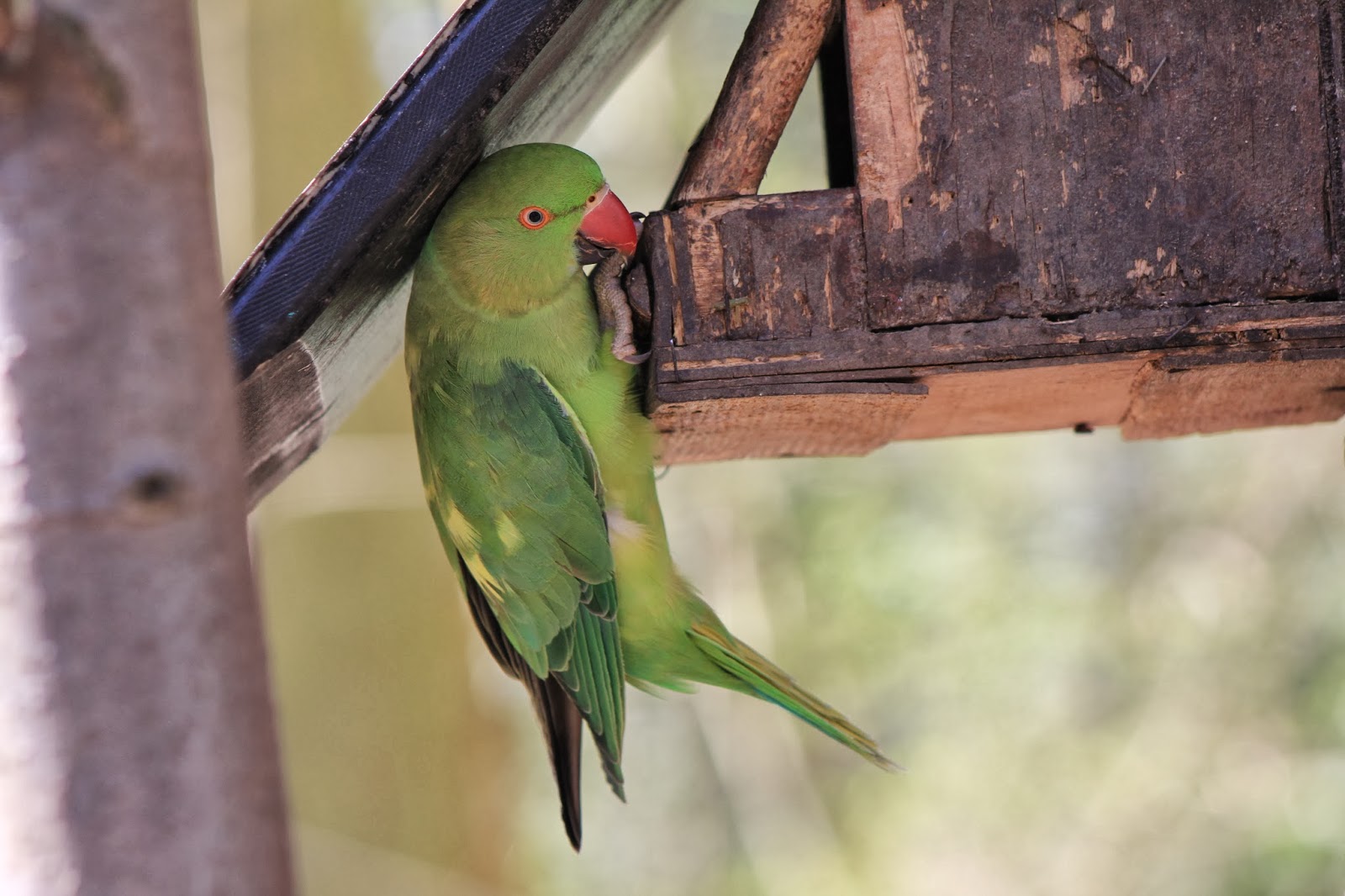 LA GAZETTE DE BIBI: LES PERRUCHES VERTE AU PARC DE SCEAUX