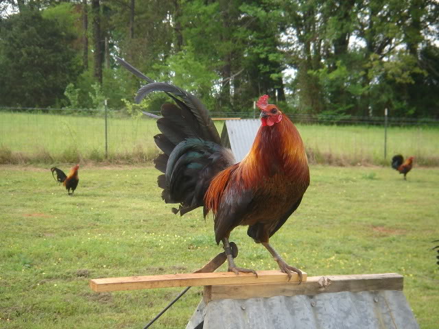El Polvorin: Brown Red