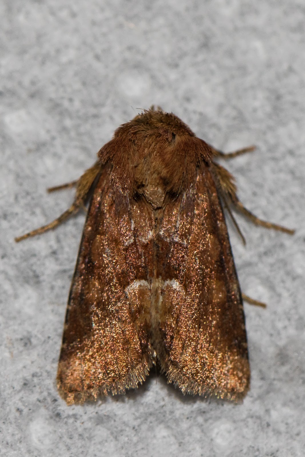 Butterflies, Dragonflies, Moths & other Insects: Middle-barred Minor