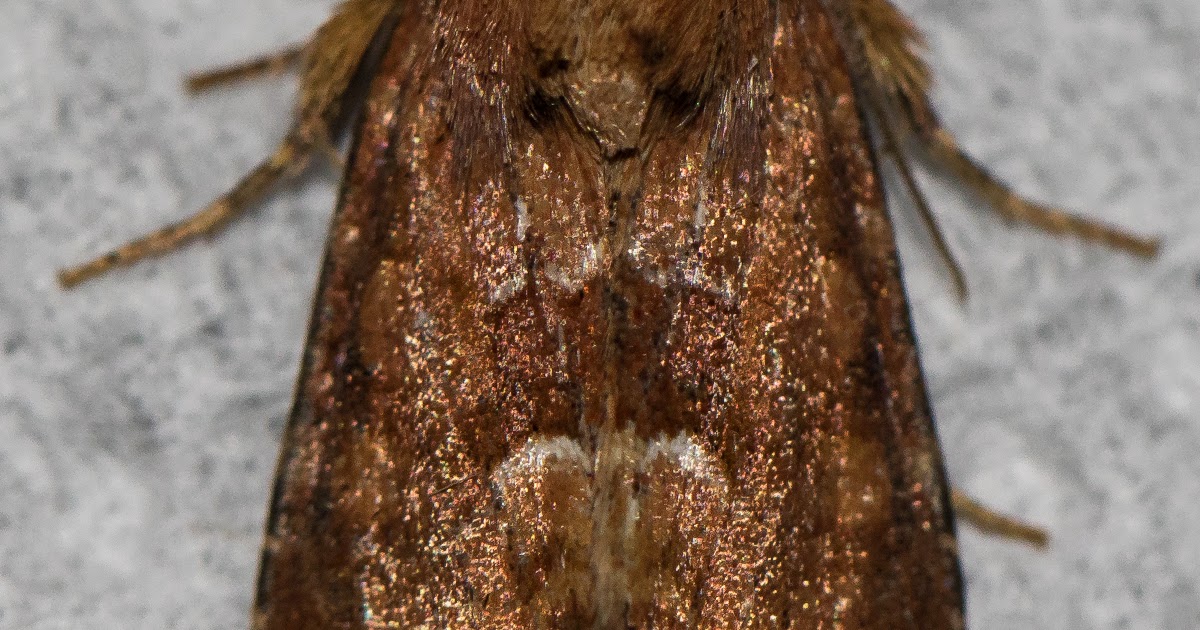 Butterflies, Dragonflies, Moths & other Insects: Middle-barred Minor