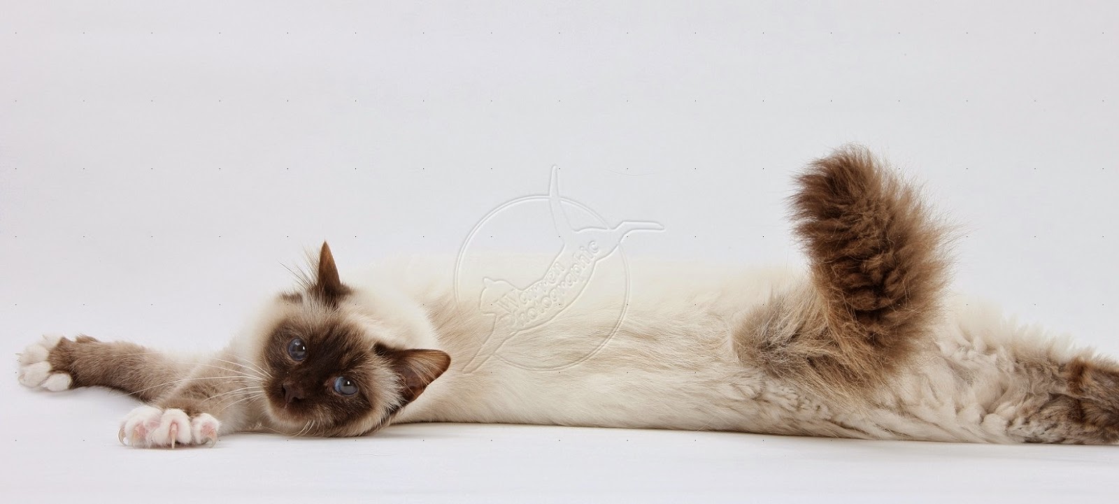 Cats' LadyVet - Doctorita Pisicilor: Birmaneza