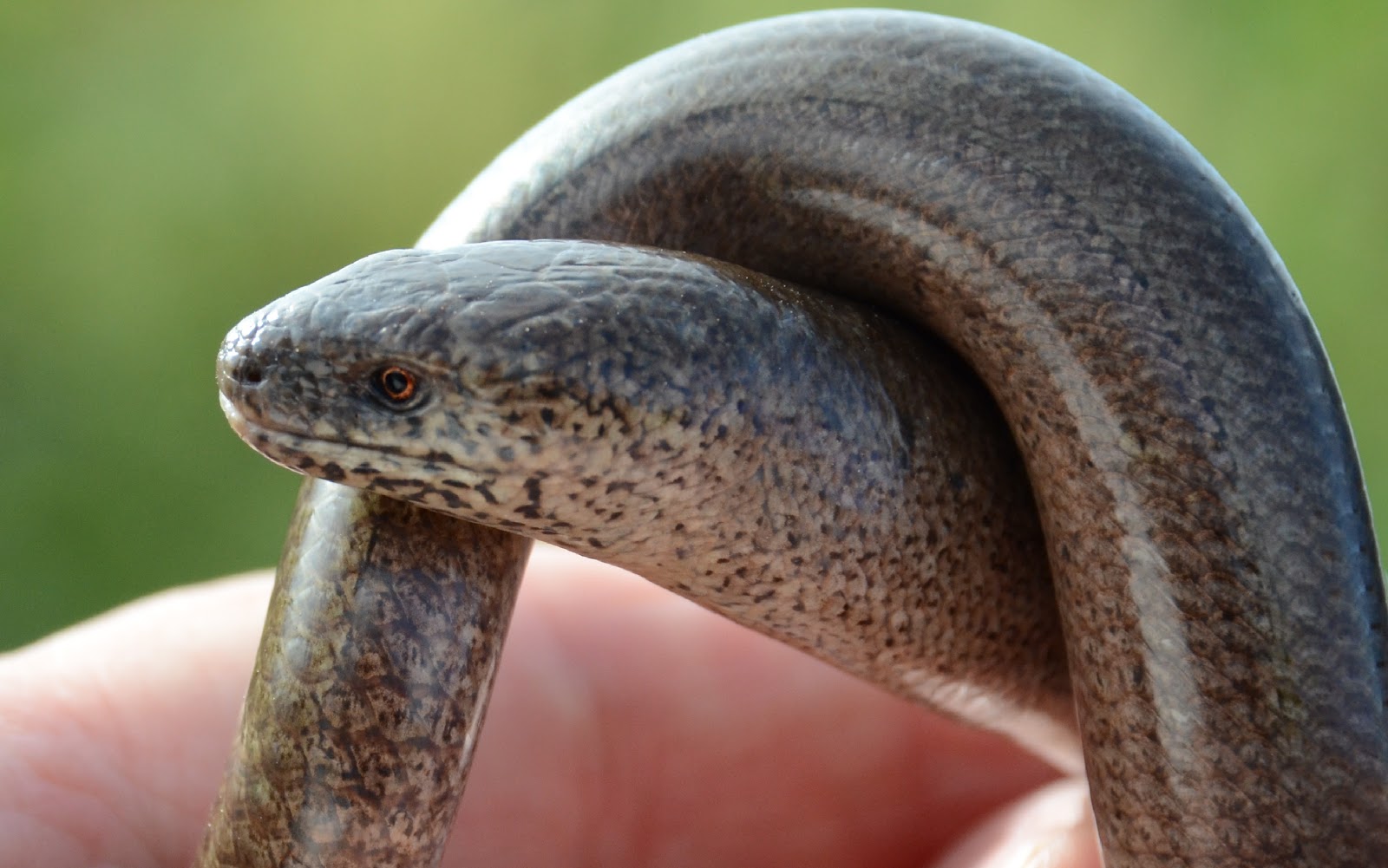 The Skomer Island Blog: September 2012