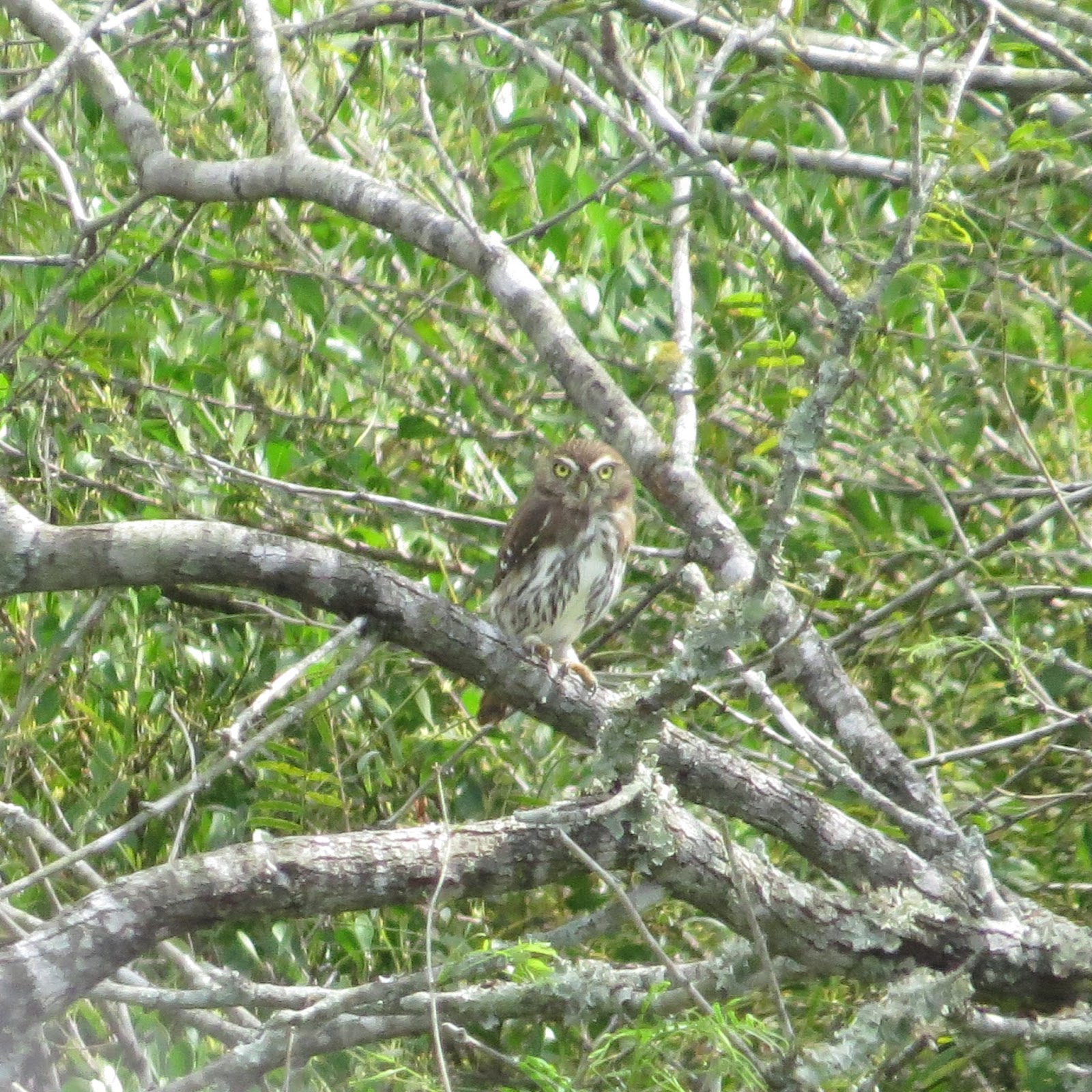Florida Suncoast Birding: Trip Report - RGVBF King Ranch Field Trip and ...