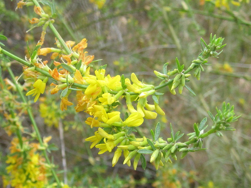 Dan's Hiking Blog: Plants on Garcia Trail - 5-9-11