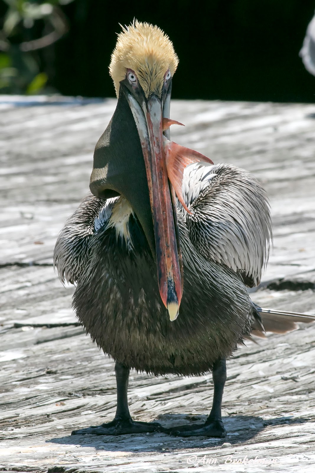 Ann Brokelman Photography: Brown Pelicans Keys Florida