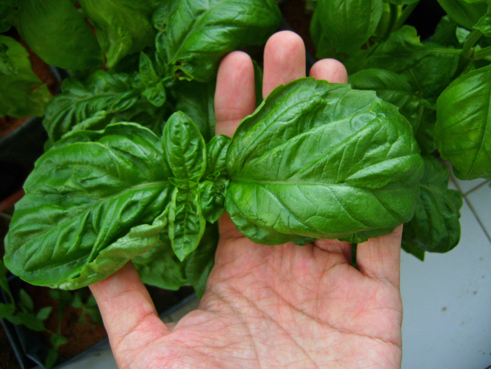 Basil leaf - silopegroup