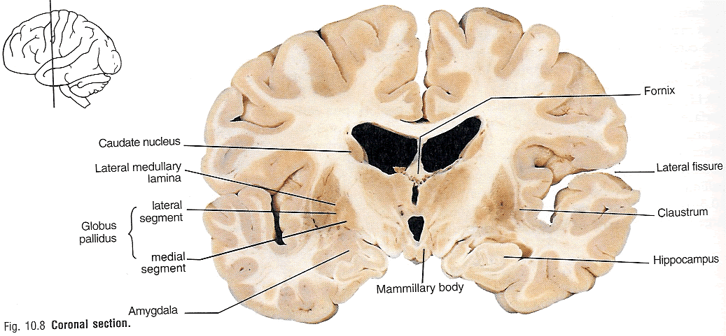 Pusat Pentadbiran HPA Zon Borneo: PEGAGA & OTAK
