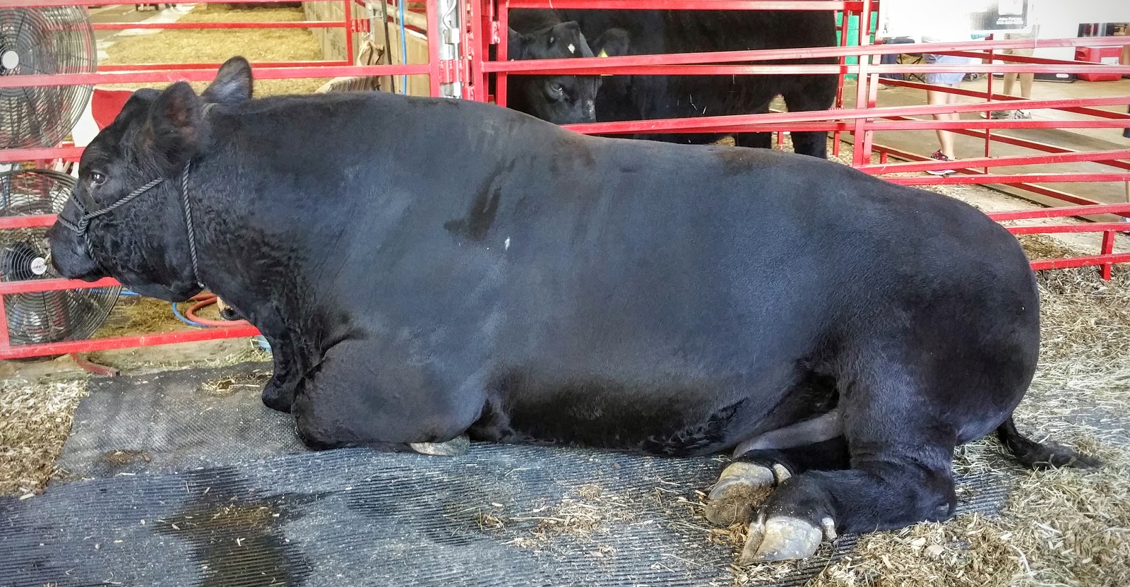History and Culture by Bicycle: 2016 Iowa State Fair: Super Bull