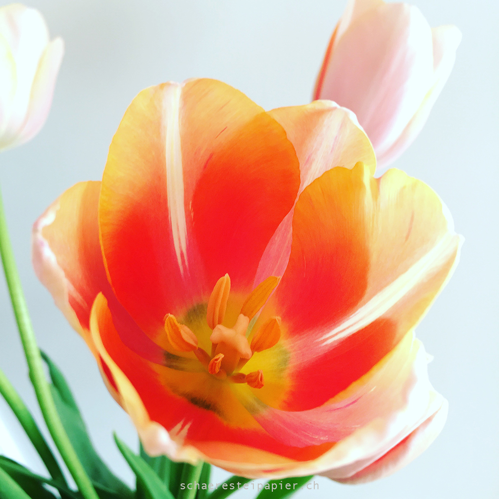 schaeresteipapier: better blogging - einen Tulpenstrauss fotografieren