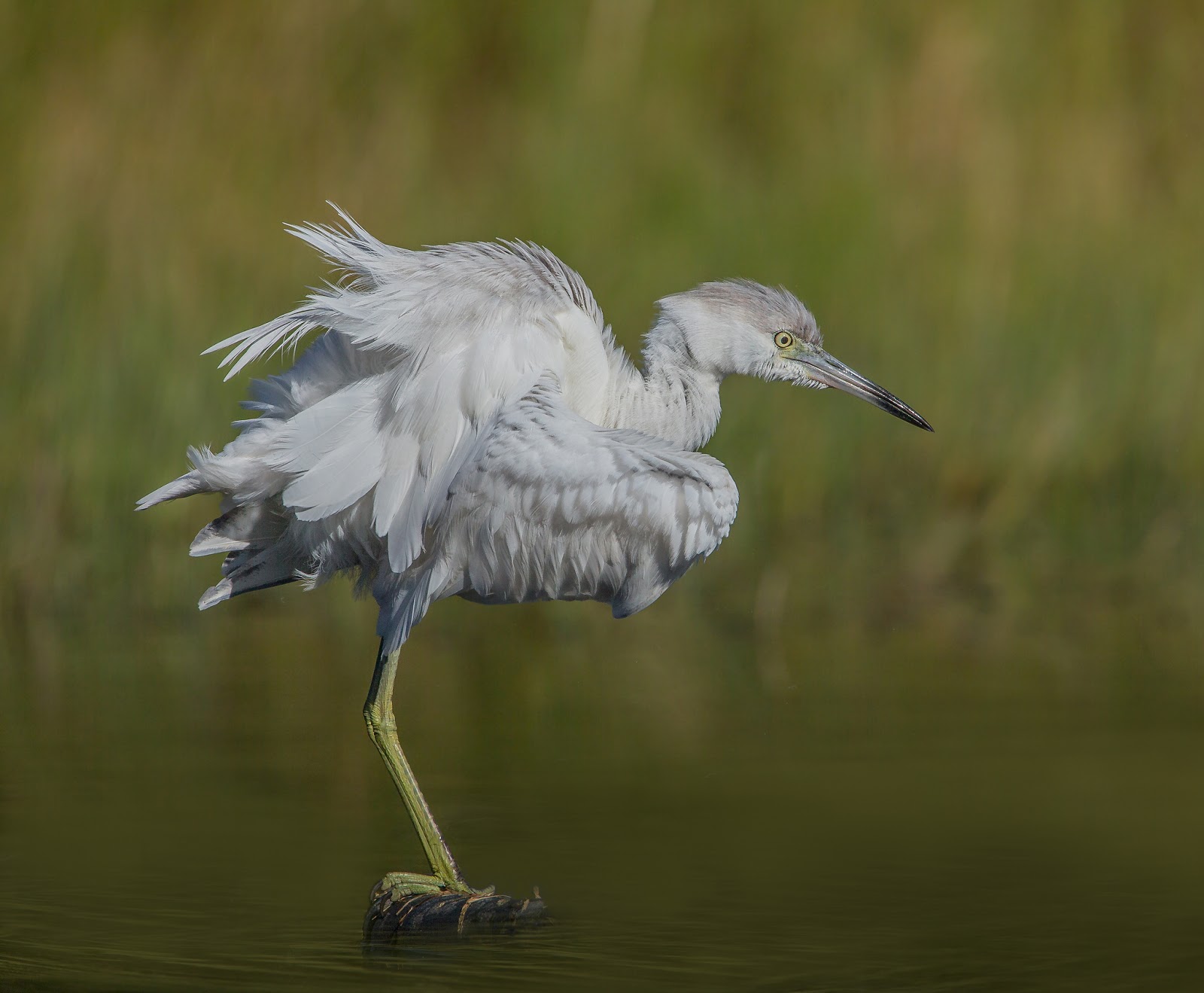 "Smooth her ruffled feathers" nghĩa là gì?