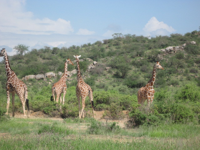 Beautiful Sceneries of Kenyan Republic: THE BEAUTIFUL SAMBURU NATIONAL PARK