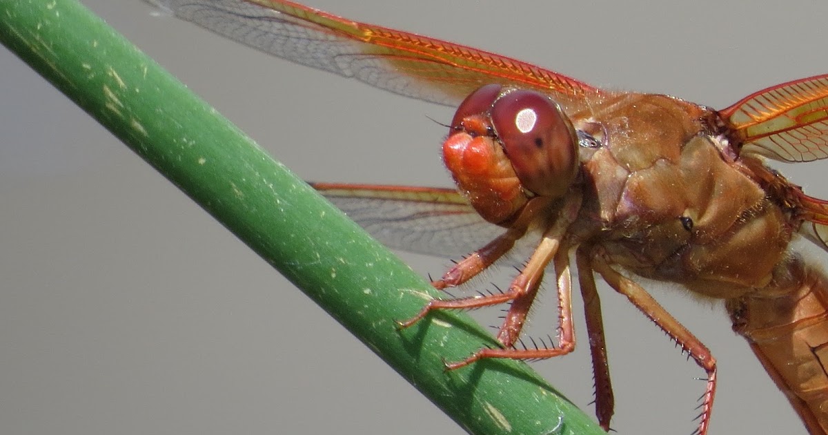 Bug Eric: Looking Forward to the Year Ahead