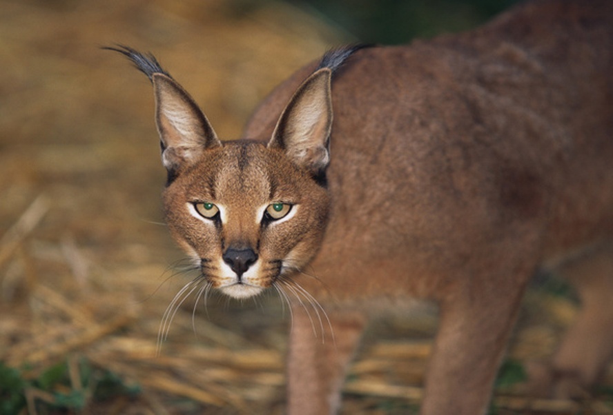 CARACAL CAT photos - wallpapers (ανανεωμένο) | the fun bank