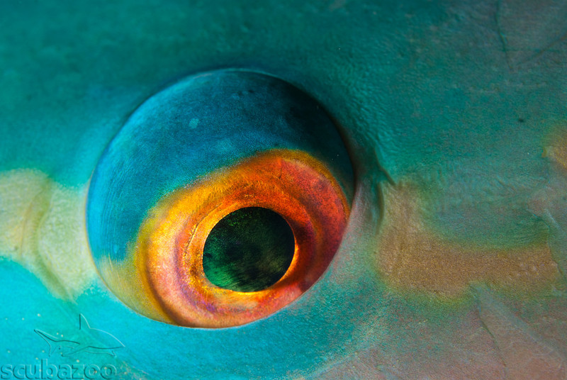 deep-bue-sea: SEA EYES