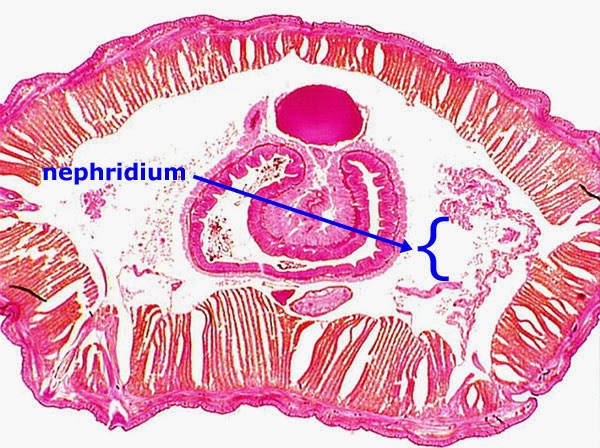 Ciencias de Joseleg: Anatomía del nefridio de los oligoquetos