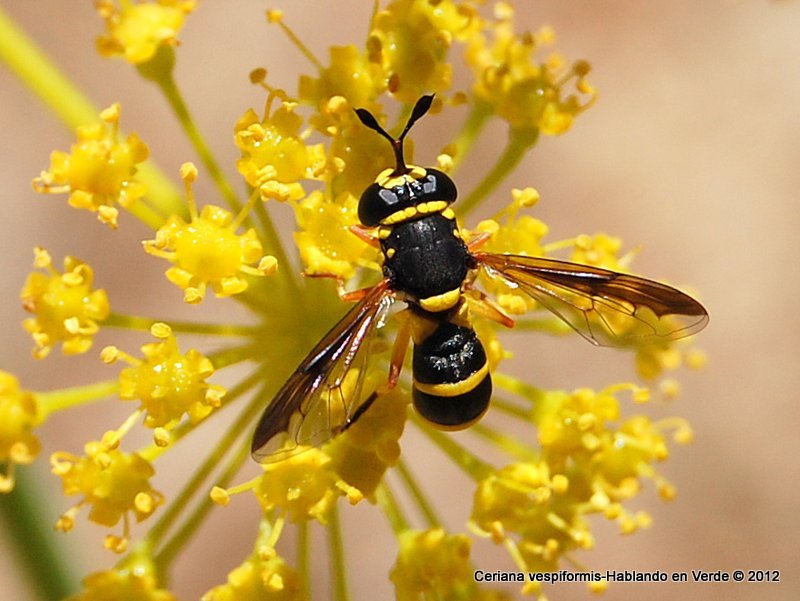 Hablando en verde: Ceriana vespiformis, otra mosca-avispa
