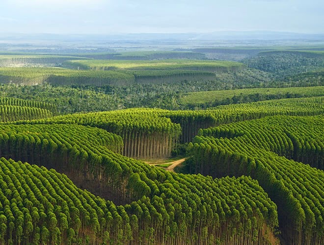 O VOO DO CORVO: O Pinhal Interior Norte onde se situa Pedrógão já é ...