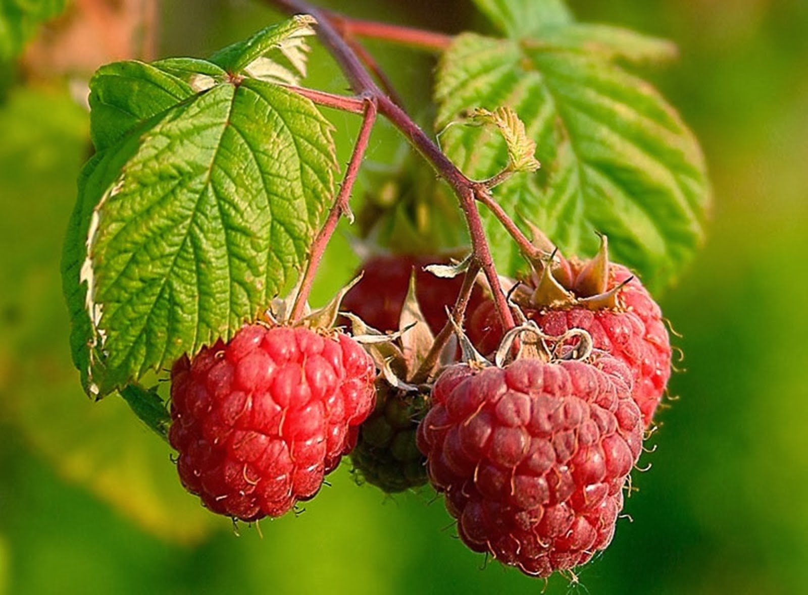 Blog do Edu Ambiental: Framboesa