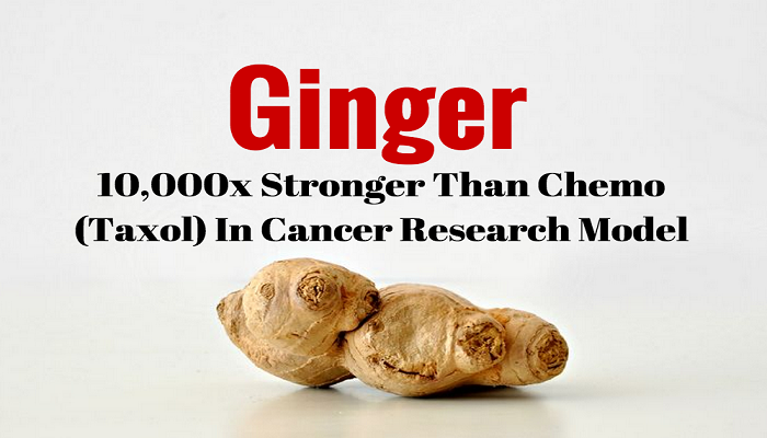 Ginger Destroys Cancer More Effectively than Death-Linked Cancer Drugs