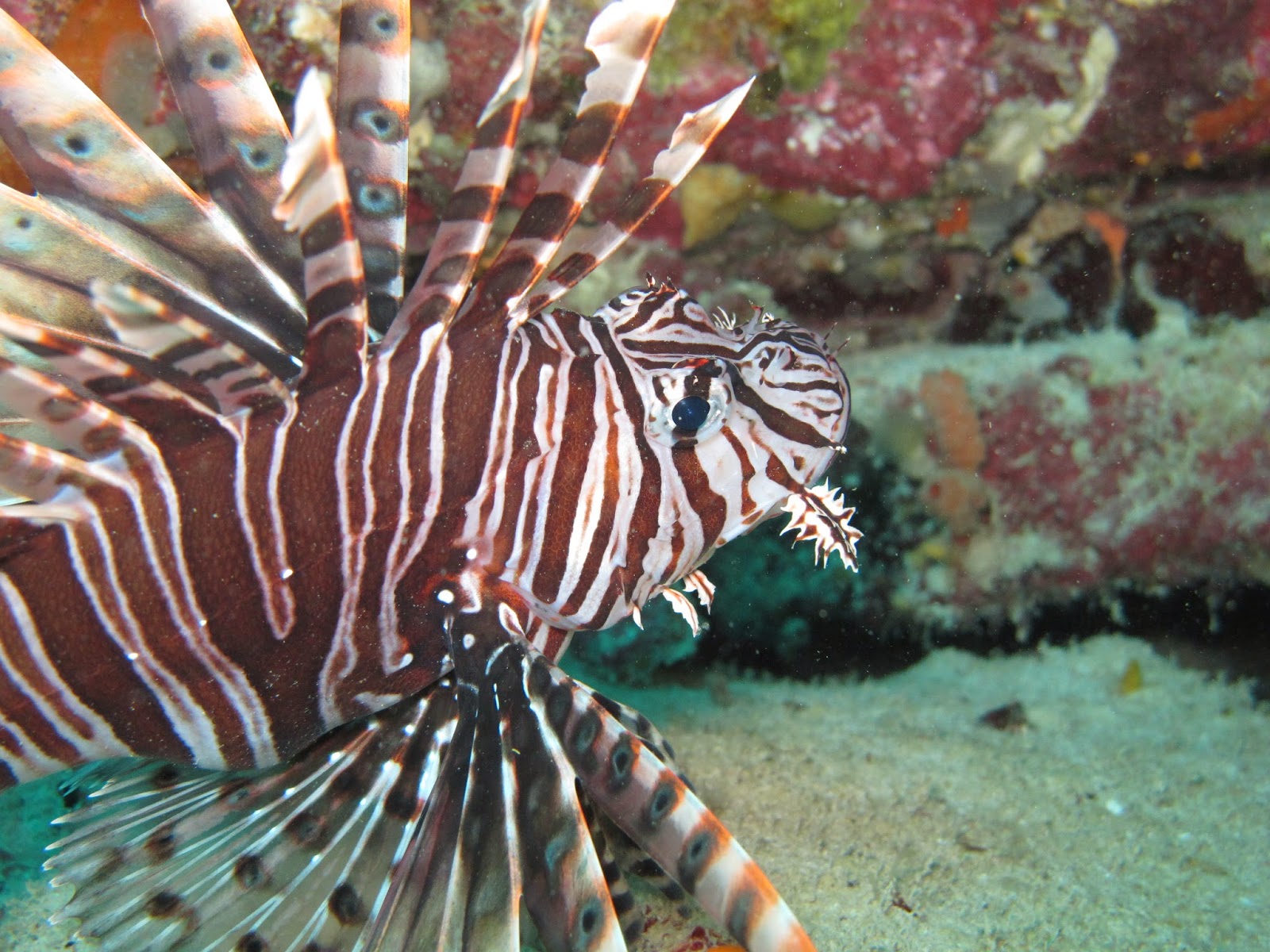 BillsDiving: Red Firefish or Lionfish