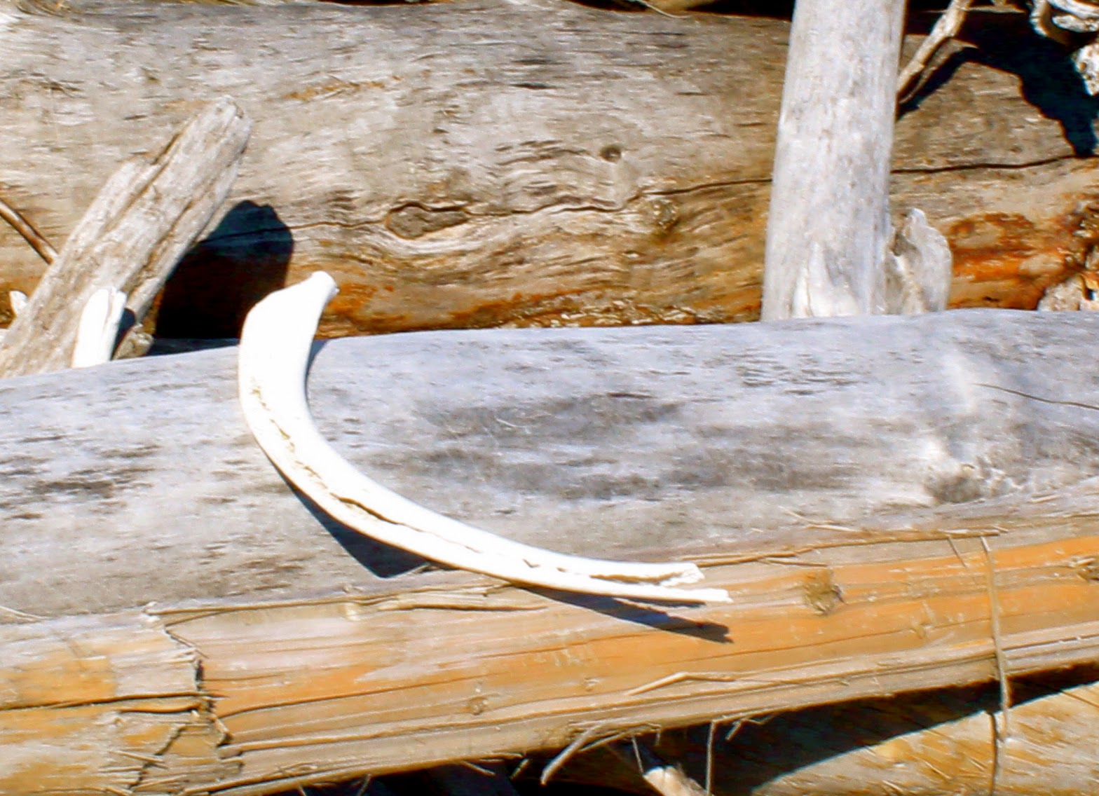 Nome, Alaska: Sledge Island -Trip 2