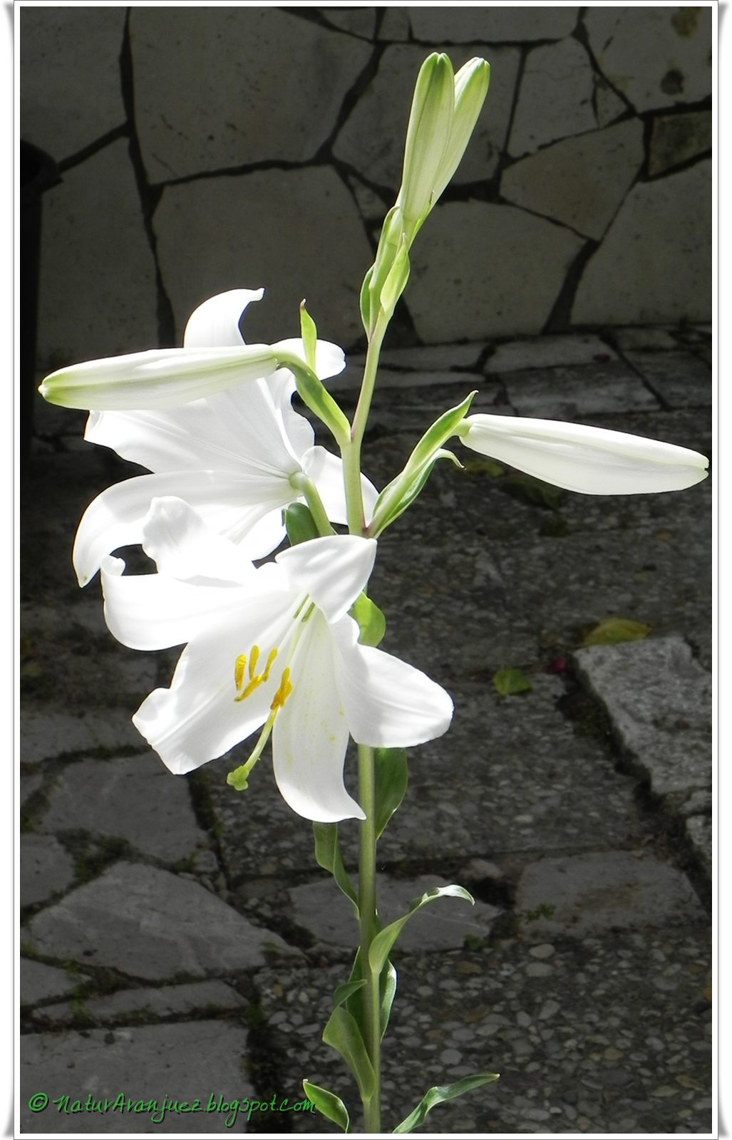 NaturAranjuez: AZUCENA - Lilium candidum