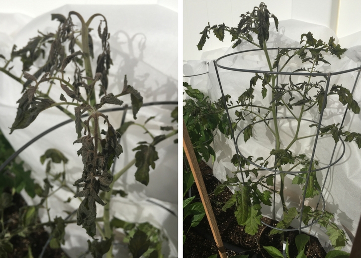 Frozen Tomato Plants The Joy Blog