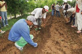EL CULTIVO DE LA YUCA 11 JM: MÉTODO DE SIEMBRA DE LA YUCA