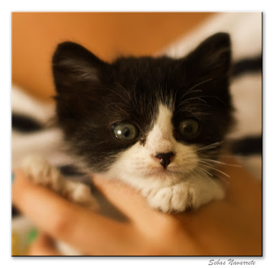 Instantes, fotos de Sebastián Navarrete: ¿ALGUIEN QUIERE UN GATITO?