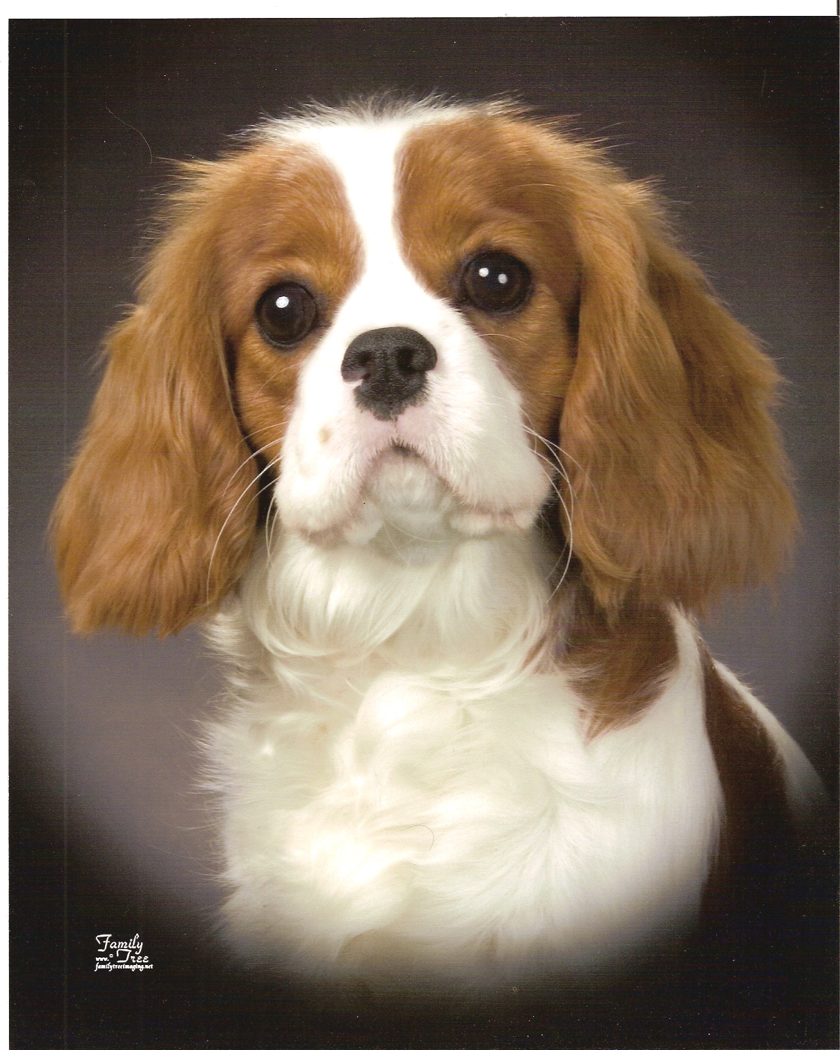 Psi: KAVALIR KING CHARLES SPANIJEL