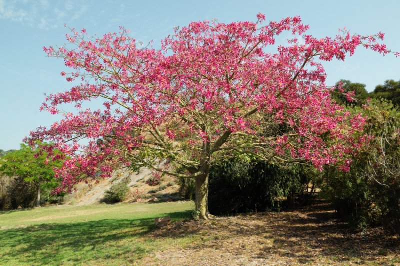 visitante: Paineira-Rosa – Ceiba Speciosa