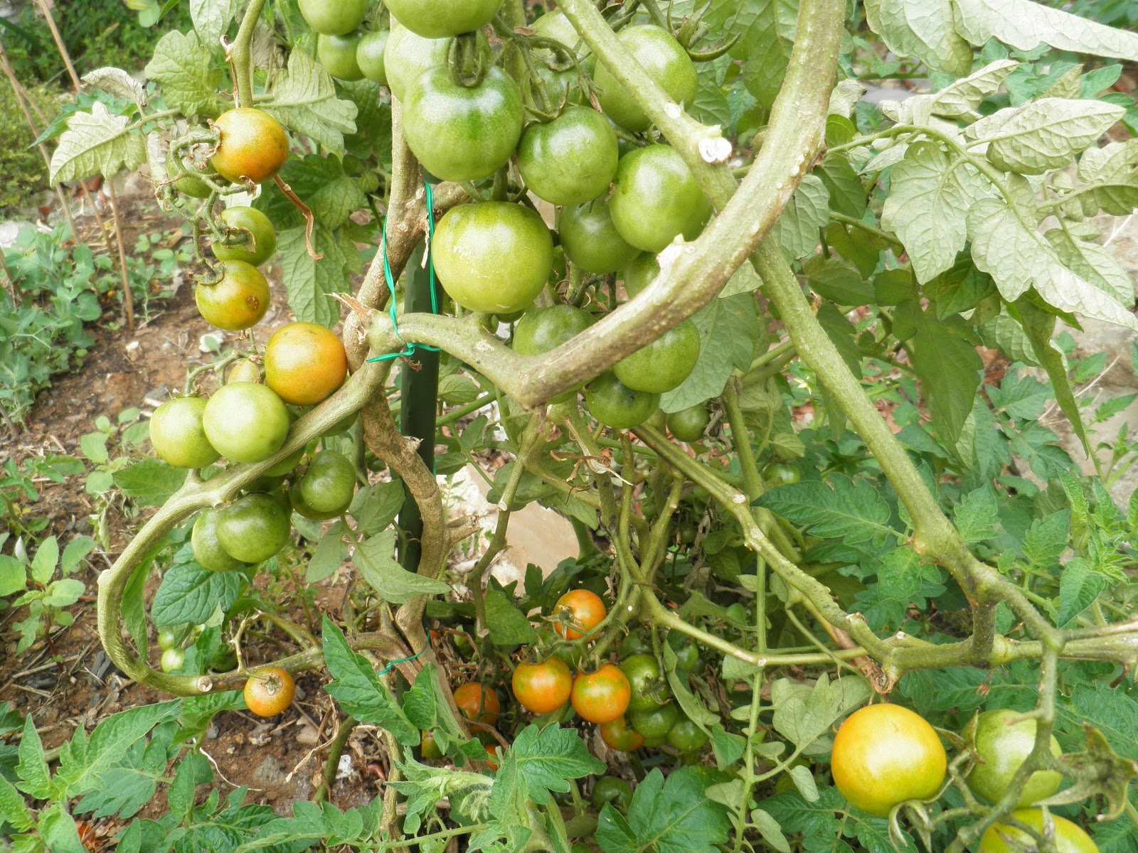 I love my life: Summer 2013 Gardening e-Log-- Tomatoes
