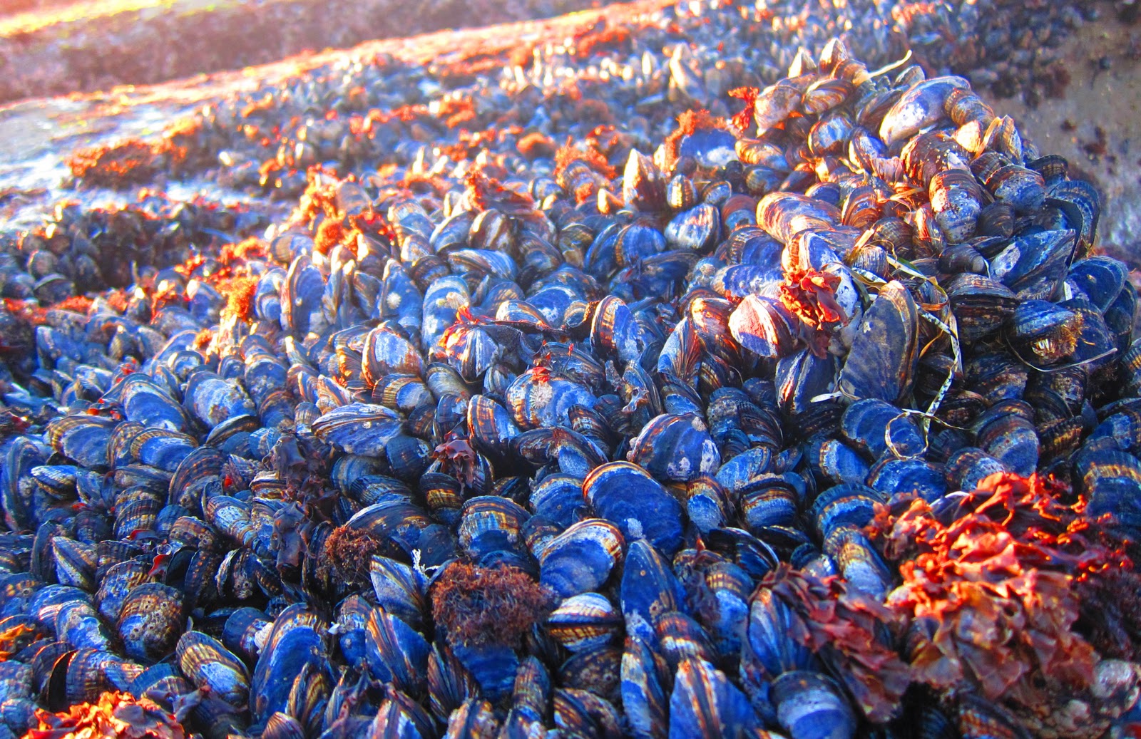 gastronomichael: Stalking the Monkey Faced Eel - Merry Christmas! : san ...