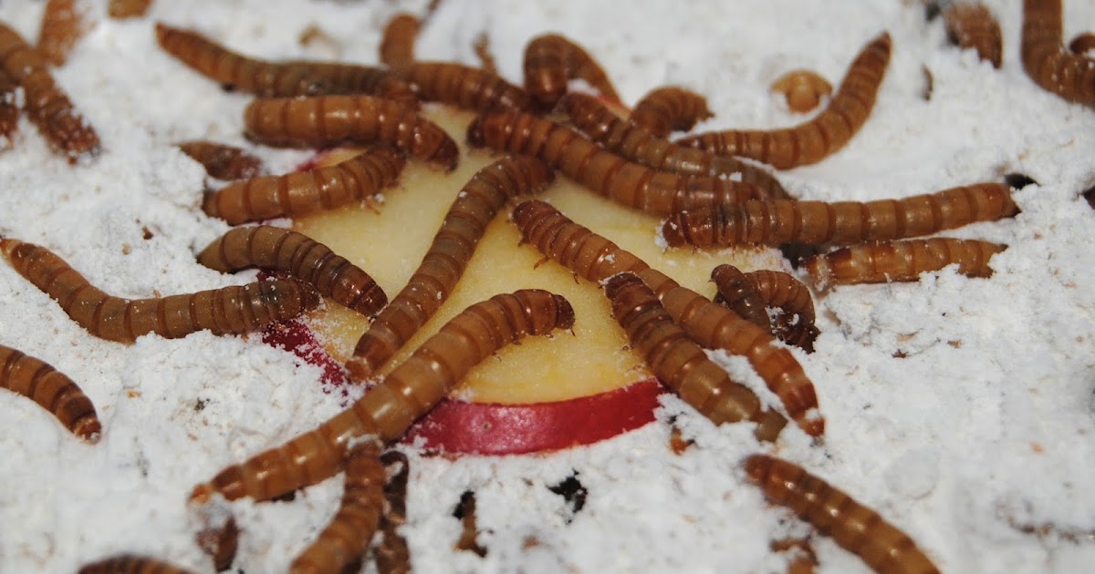 CLONOPSIS: Tenebrio molitor