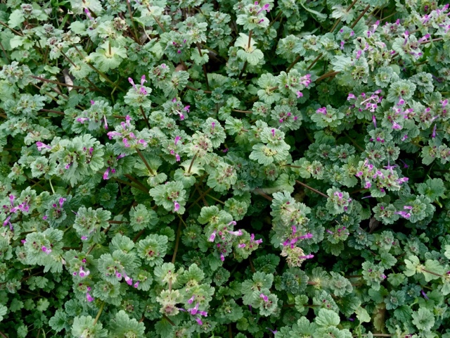 The Foraged Foodie: Deadnettle and Henbit: two edible, medicinal herbal ...