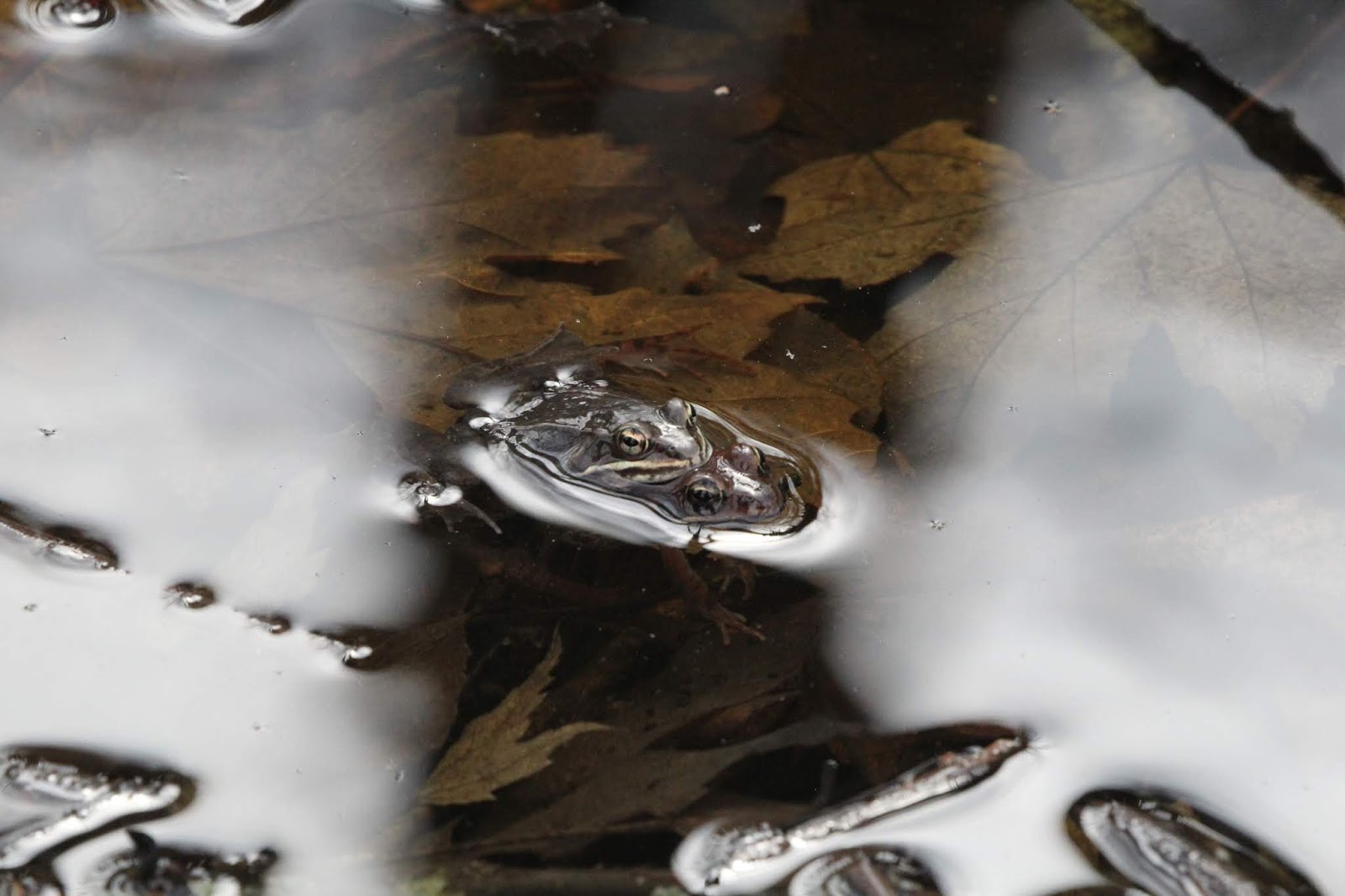Isabella Conservation District Environmental Education Program: April 2019