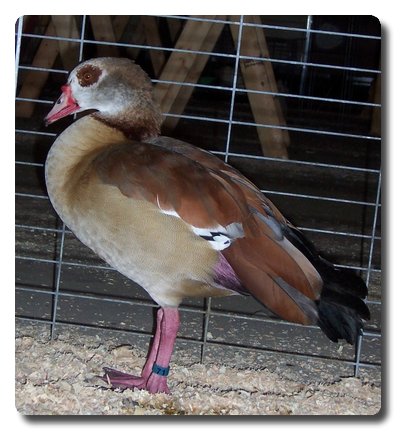 The Official PoultryBookstore.com Blog: Light Geese