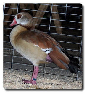 The Official PoultryBookstore.com Blog: Light Geese