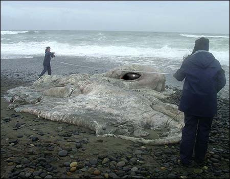 Show do Medo: SCP Foundation - SCP-427