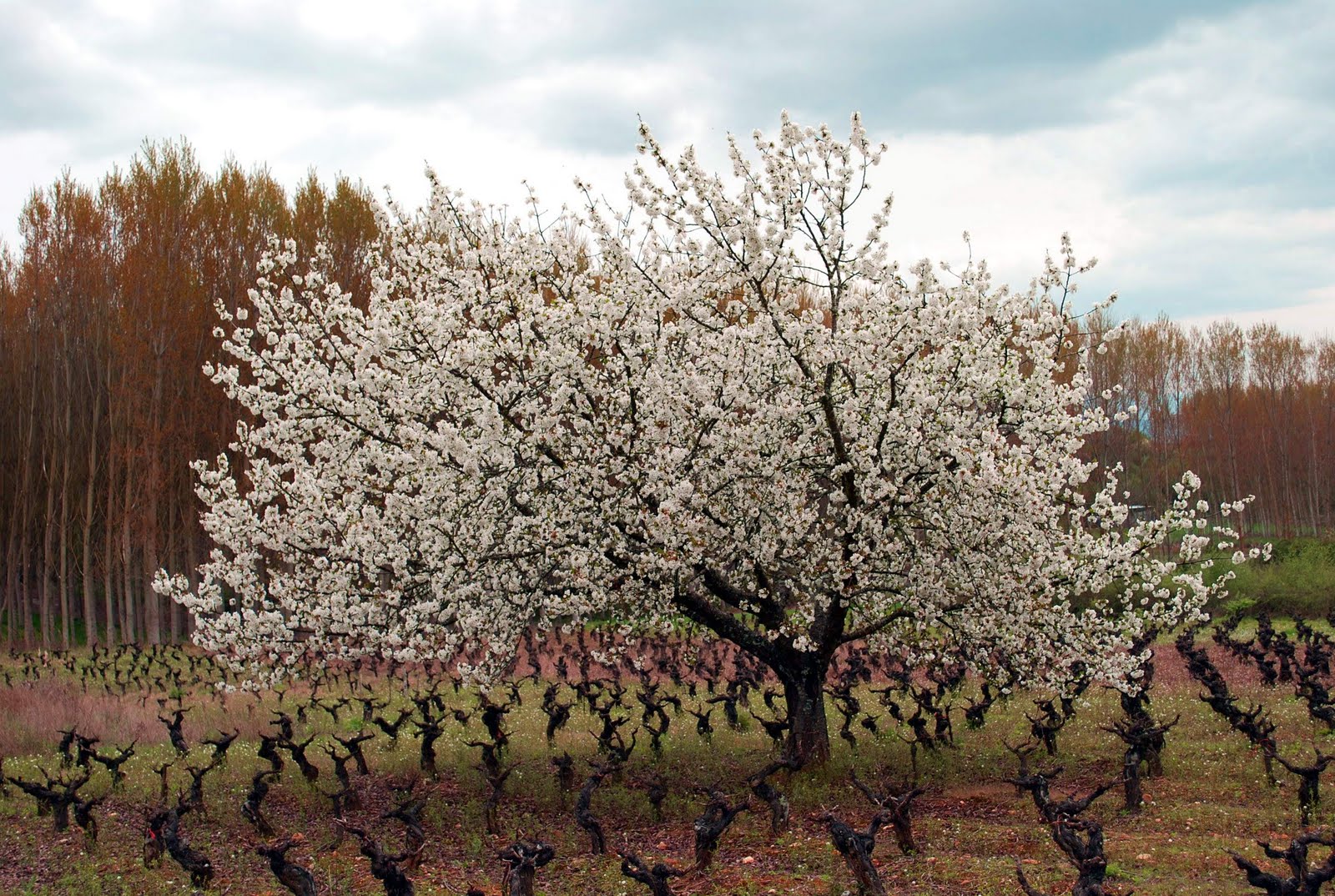 Mirada Social: Cerezos en flor