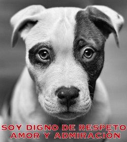 NOBLE GALGO: "POTRO, PERRO FAMÉLICO".