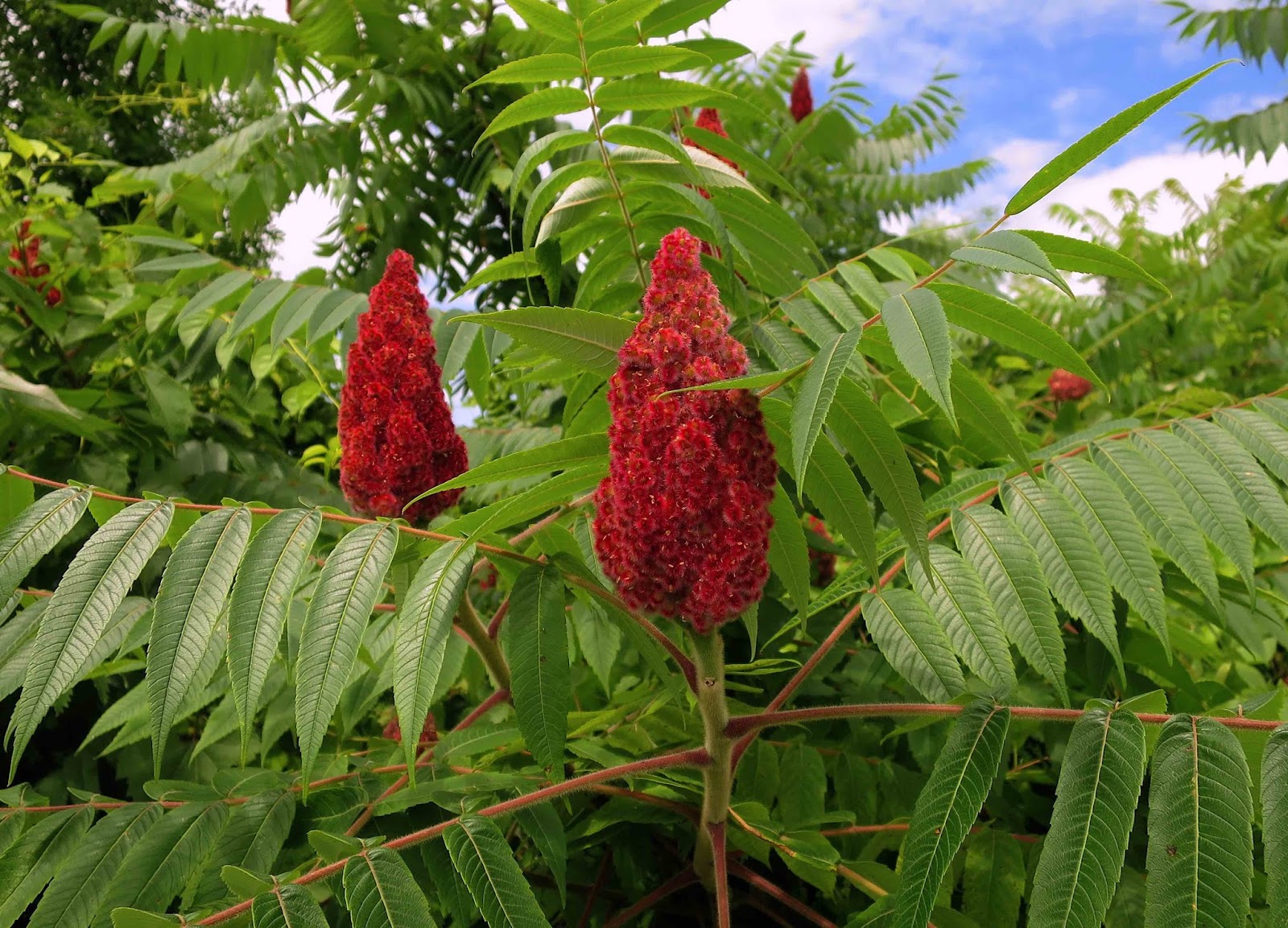 Saratoga woods and waterways: A Week of Wanderings