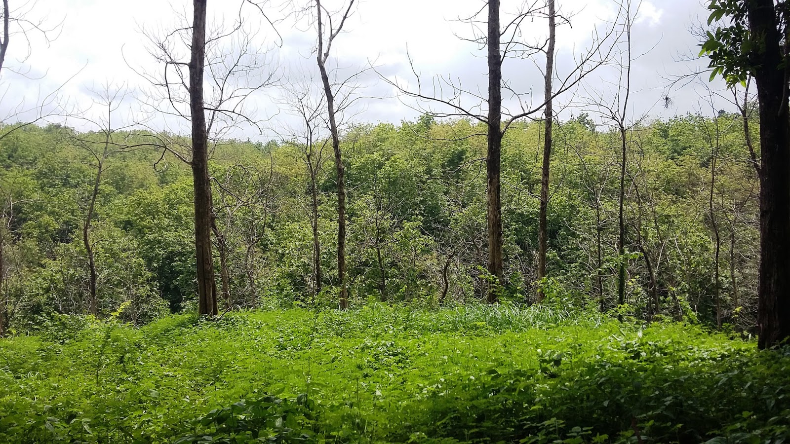 Gunung Gajah Pemalang "pesona di balik rimbunya Hutan Jati" | Jejak Tak ...