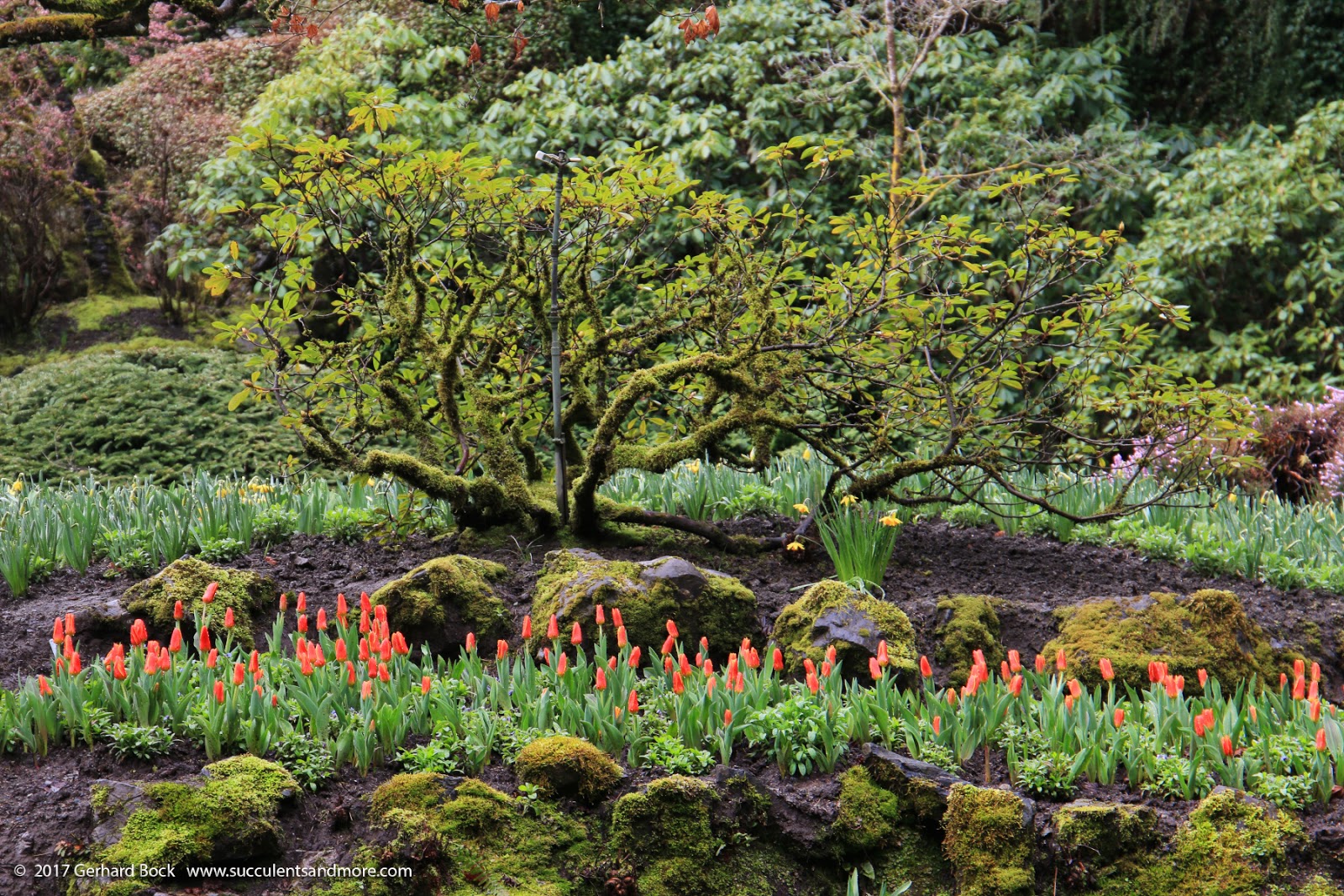 Butchart Gardens on the cusp of spring