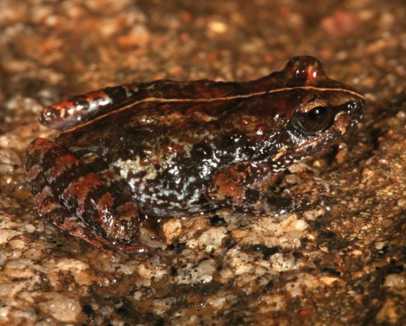 Species New to Science: [Herpetology • 2018] Nothophryne baylissi, N ...