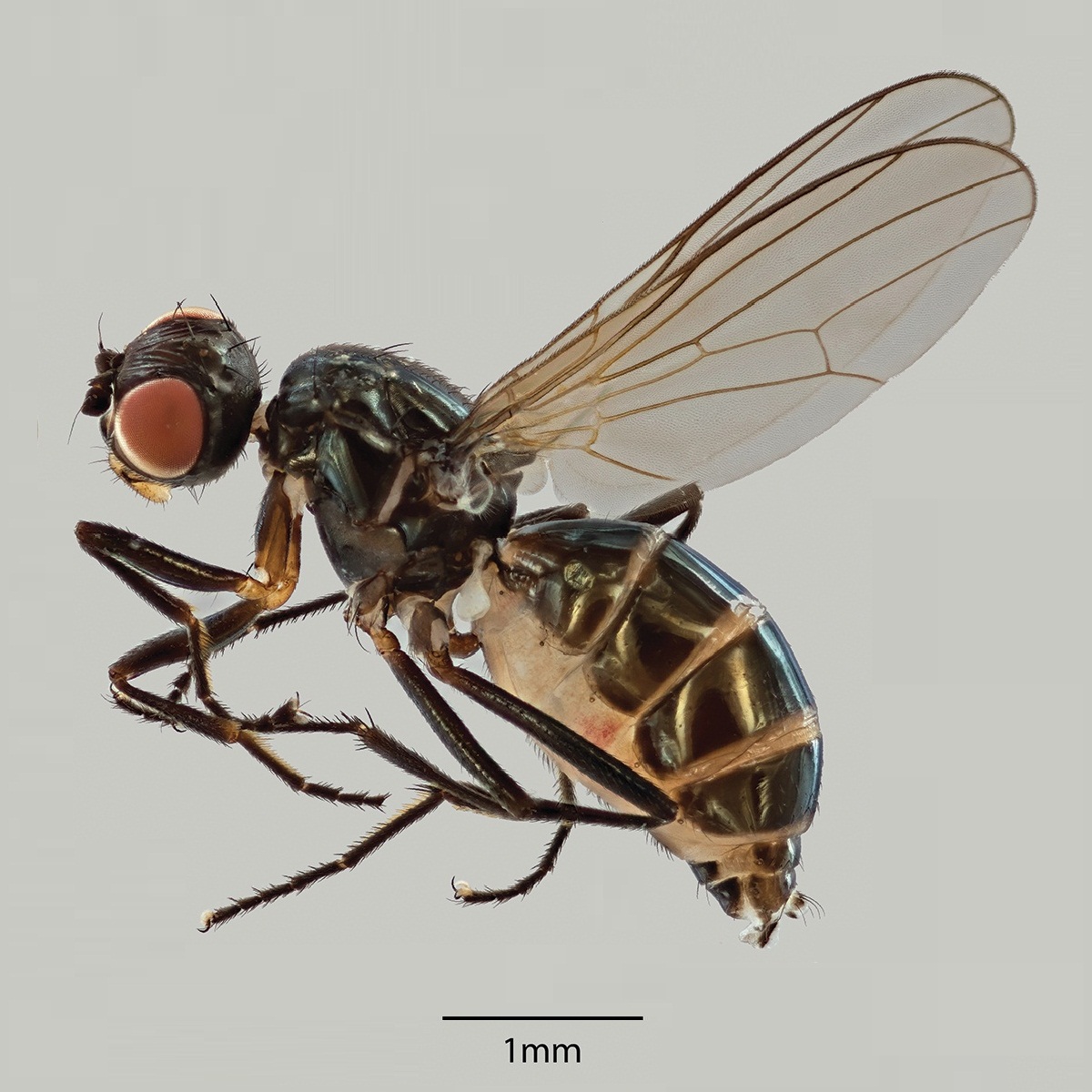 Species New to Science: [Entomology • 2017] Themira lohmanus • Hidden ...