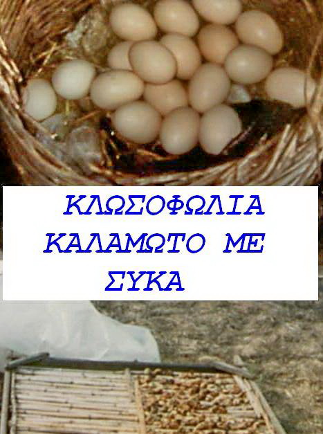 ΓΙΑΝΝΗΣ Δ.ΛΥΡΑΣ: O ΑΡΤΟΣ, Ο ΕΠΙΟΥΣΙΟΣ...