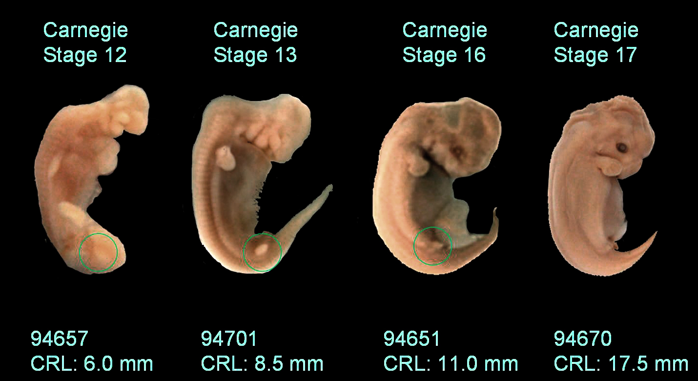 ARCANO Nelson Gomes - MAMMALS...including Monodelphis: setembro 2015