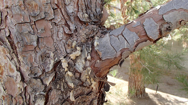 Xtremehorticulture of the Desert: Pine Trees Produce Sap When Healing