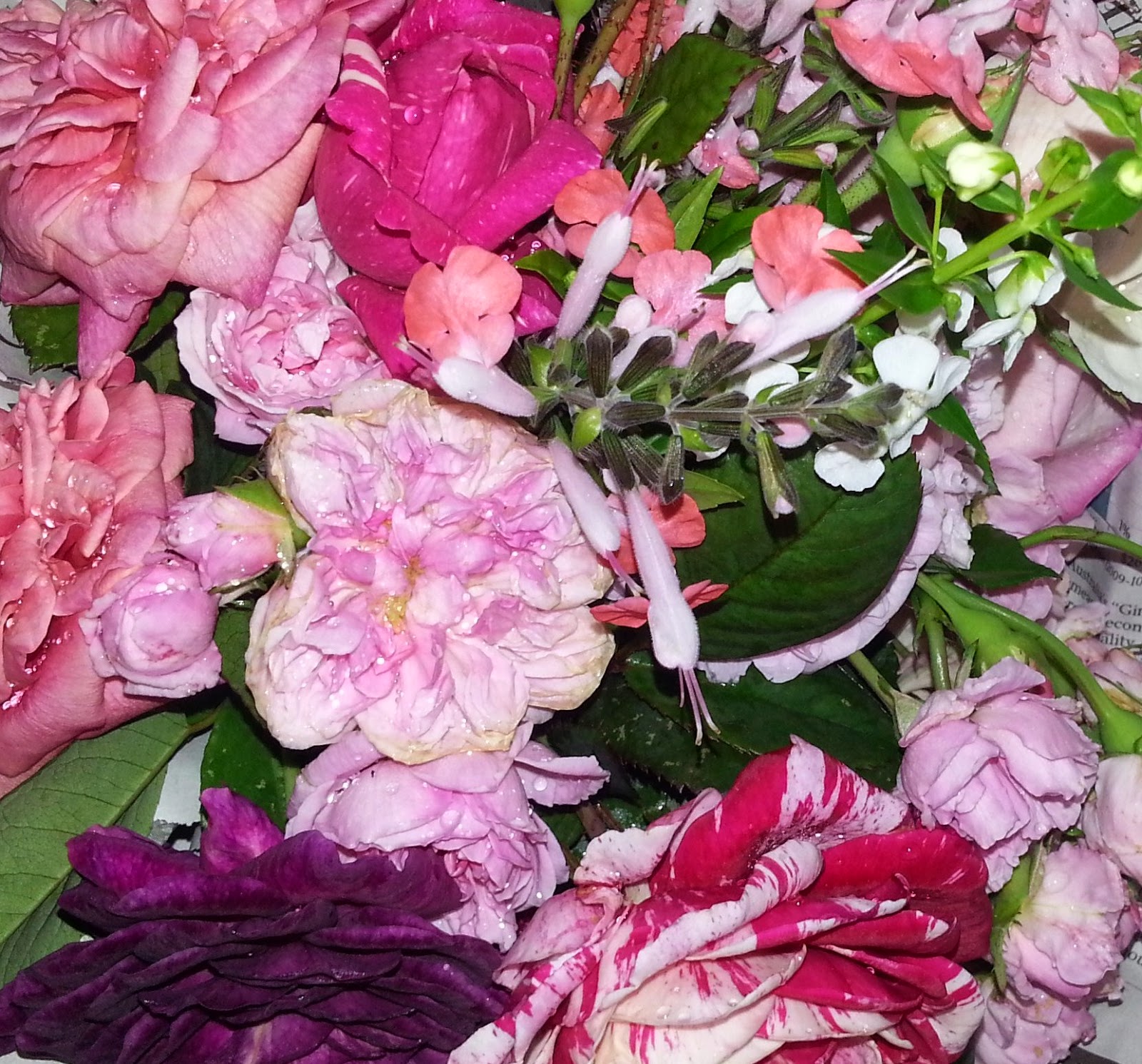 .. AT MY ROSE GARDEN - 'Edgeworth Lley', Heirloom Roses: Herbal Rose ...